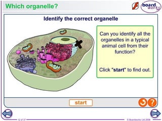 Cell_Structure Lecture about the functions and parts of cell | PPT