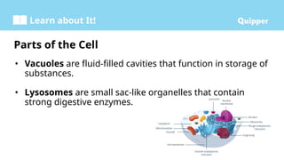Cell structure grade 7 presentation (parts of a cell) | PPTX