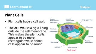 Cell structure grade 7 presentation (parts of a cell) | PPTX