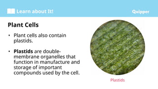 Cell structure grade 7 presentation (parts of a cell) | PPTX
