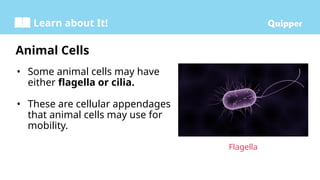 Cell structure grade 7 presentation (parts of a cell) | PPTX