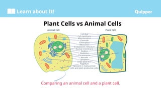 Cell structure grade 7 presentation (parts of a cell) | PPTX
