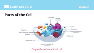 Cell structure grade 7 presentation (parts of a cell) | PPTX