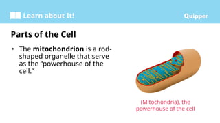 Cell structure grade 7 presentation (parts of a cell) | PPTX