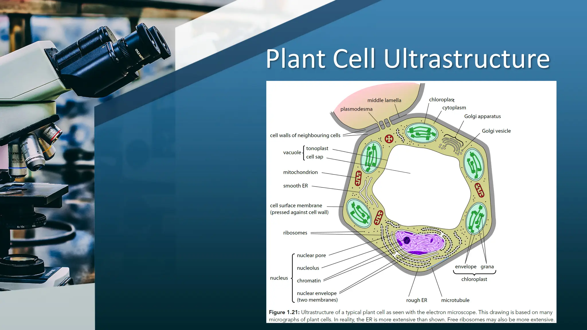 Cell Structure biological cells study.pdf