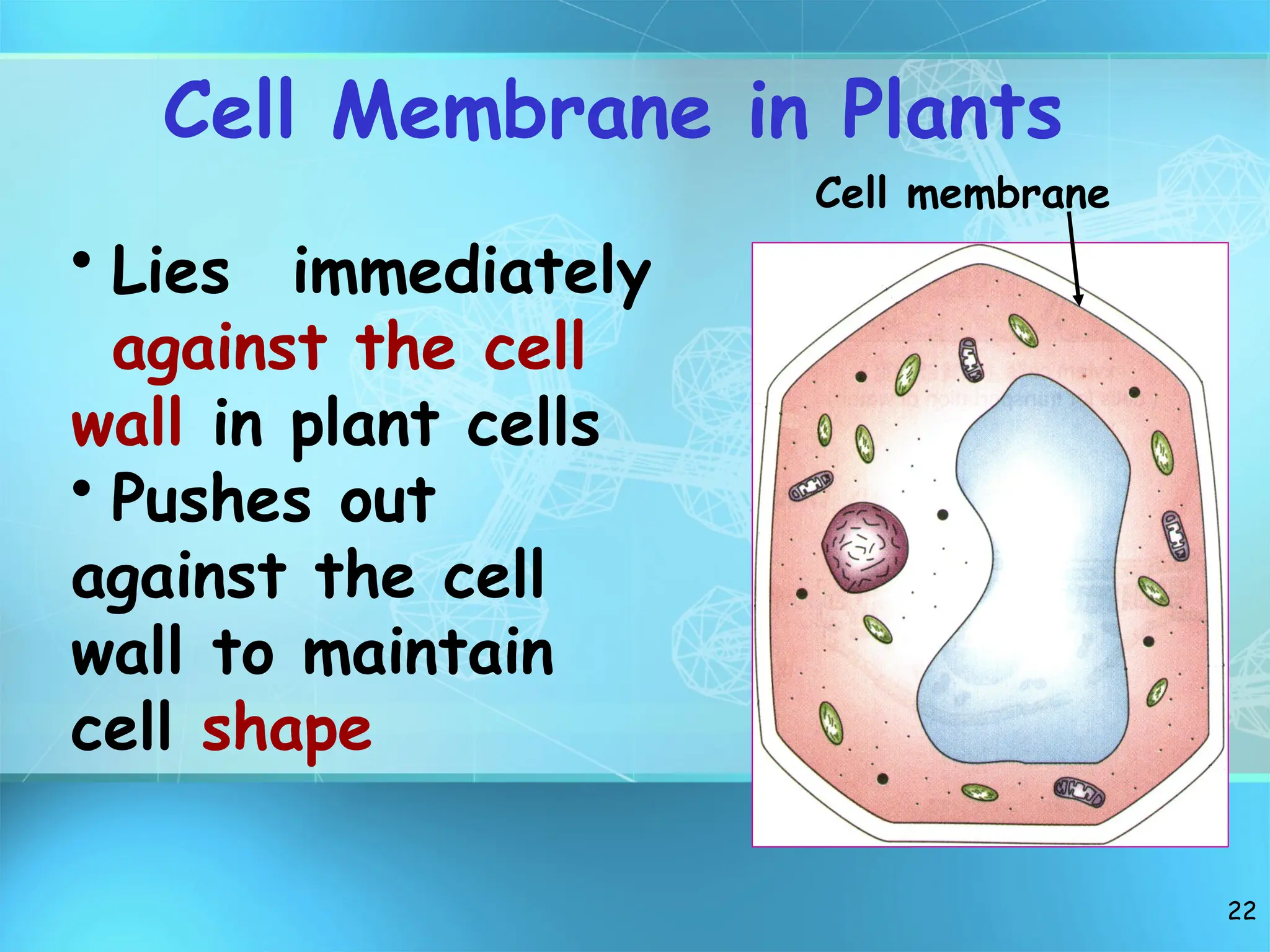 Basic cellstructure PowerPoint presentation | PPTX