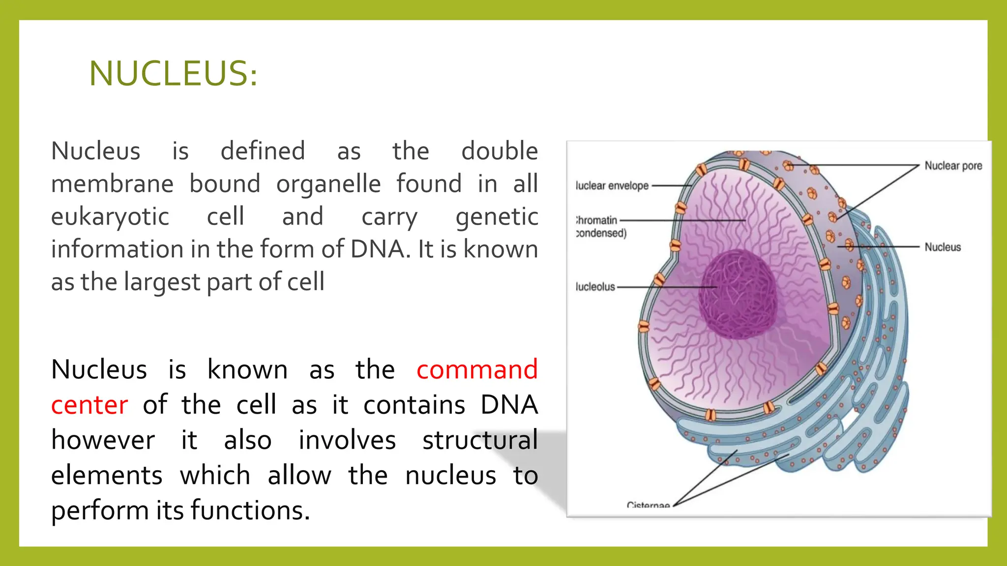 ALL ABOUT CELL STRUCTURE OF HUMAN BODY .pdf