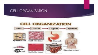 Cell structure and function it's definition how cell is developed it's ...