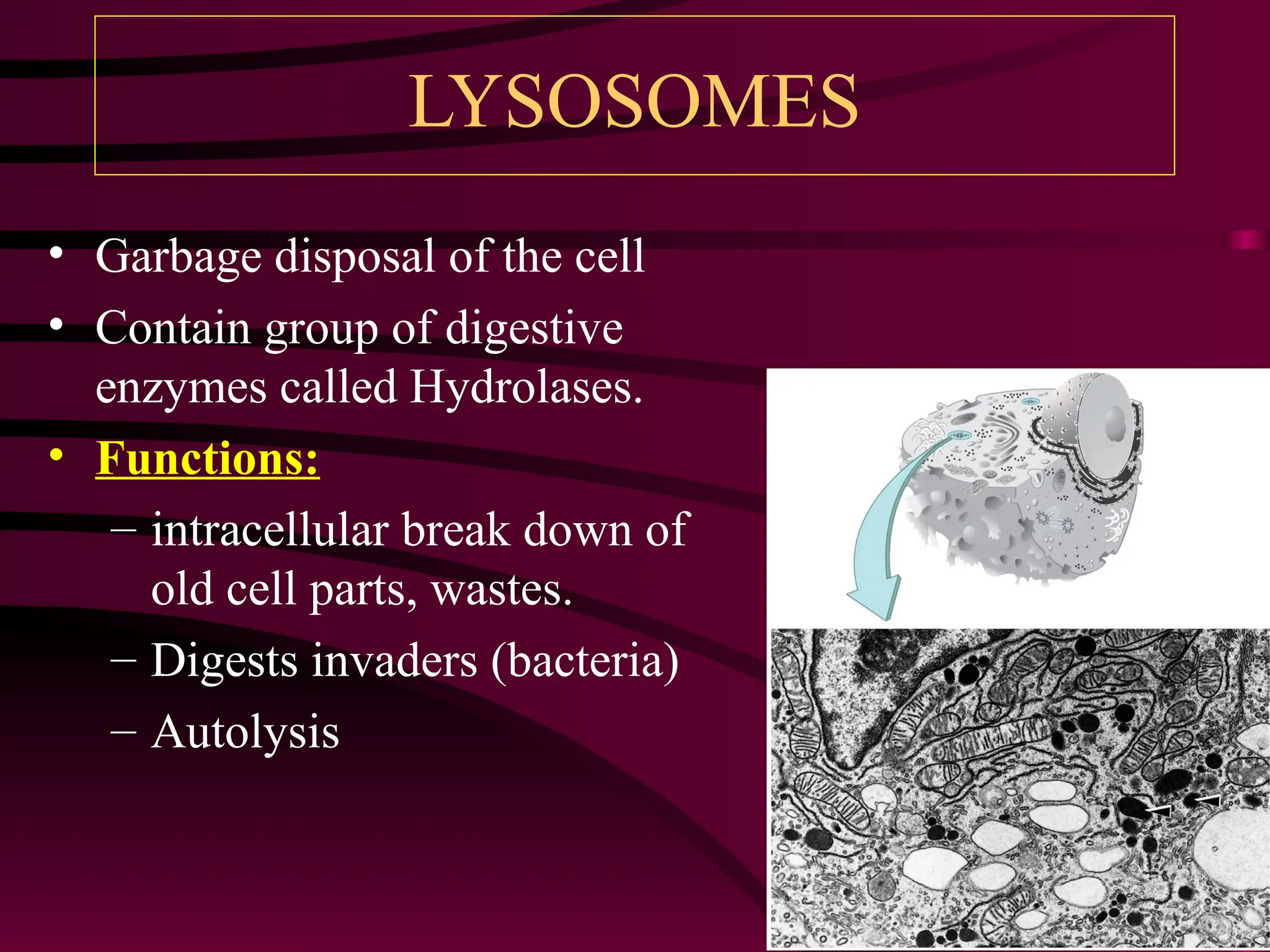 Cell Structure,FUNCTIONS,TRANSPORT,ACTIVE,PASSIVE | PPT