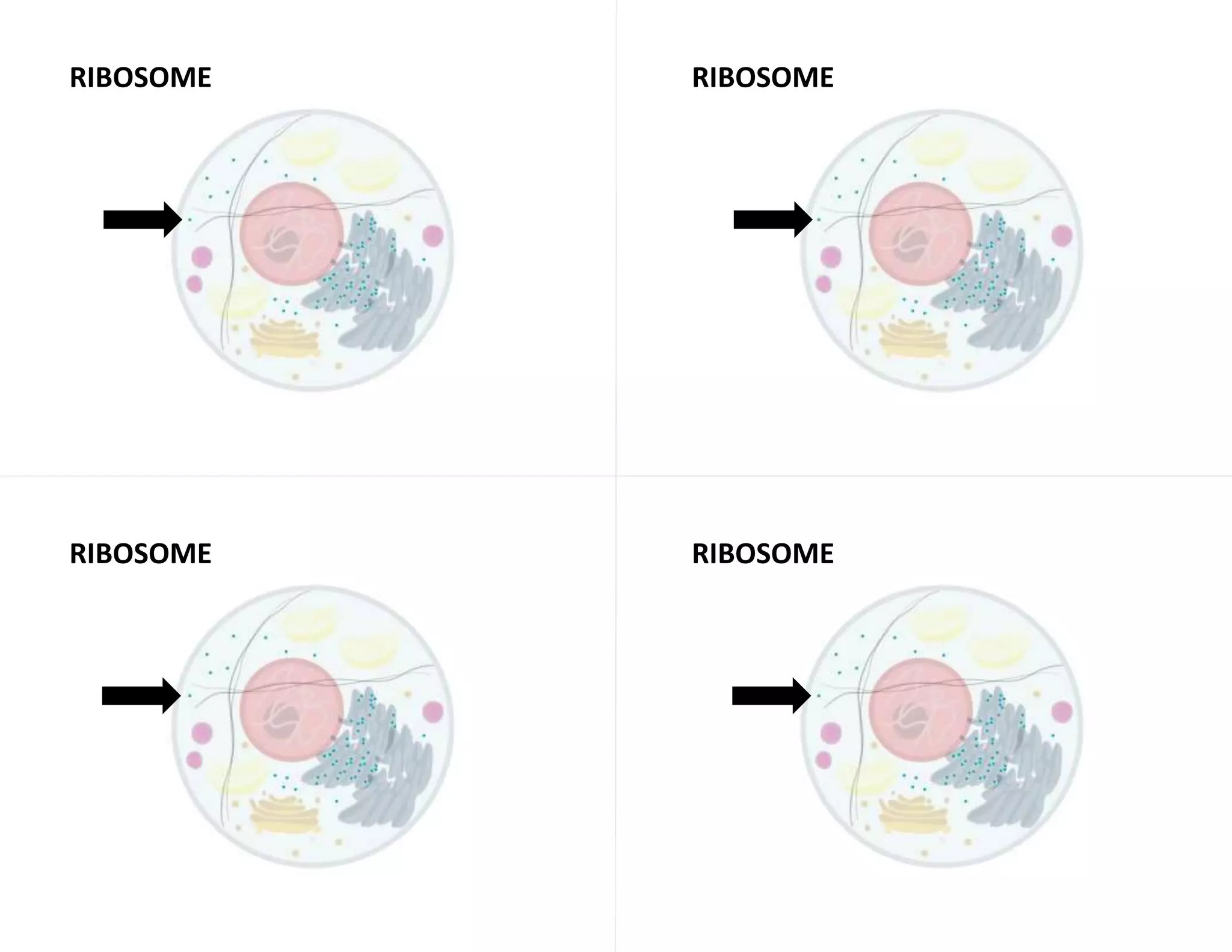 Cell structure organelle cards | PPT