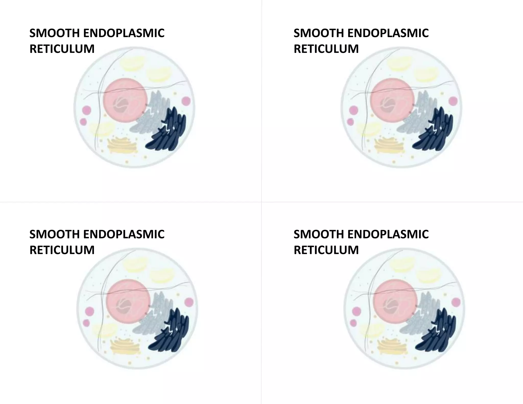 Cell structure organelle cards | PPT