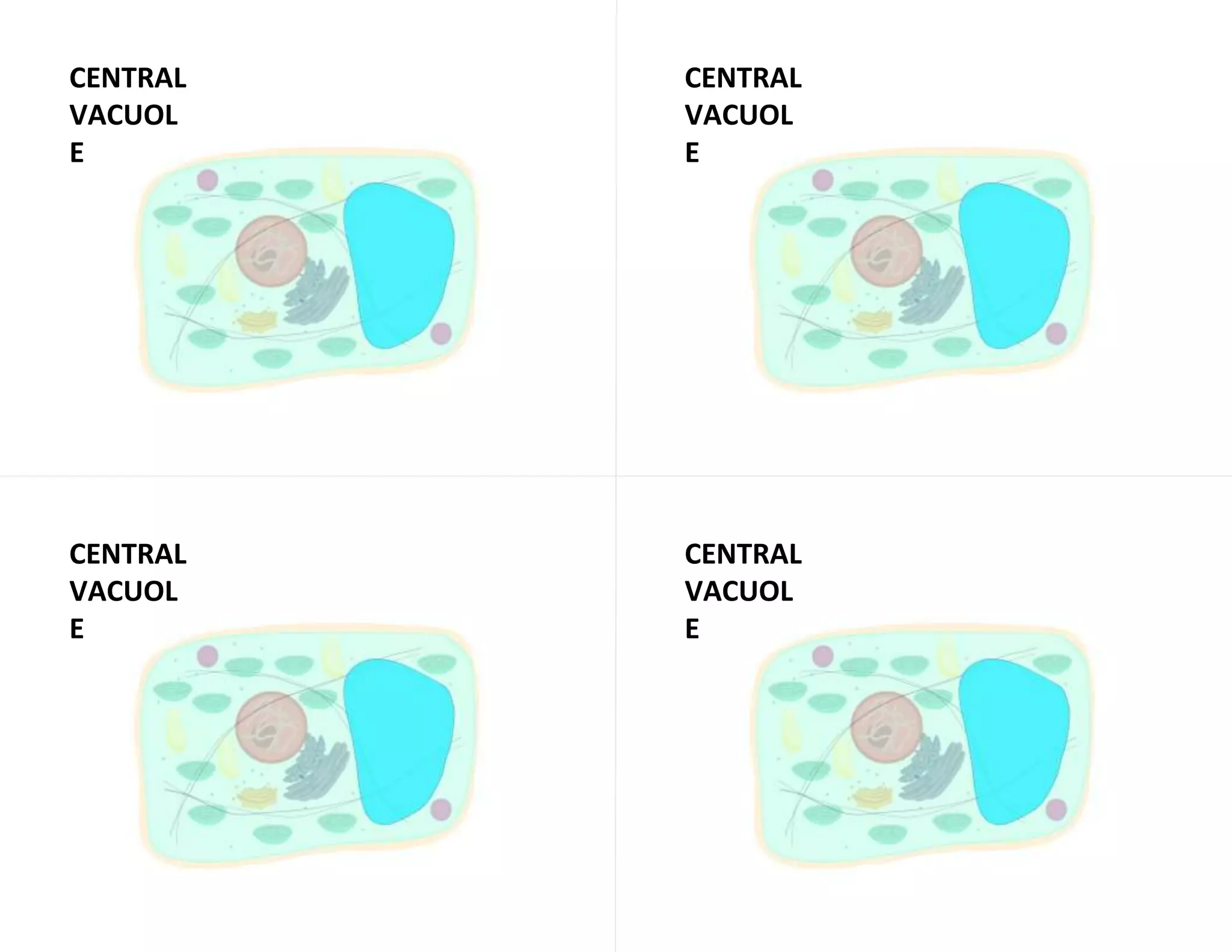 Cell structure organelle cards | PPT