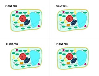 Cell structure organelle cards | PPT