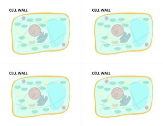 Cell structure organelle cards | PPT