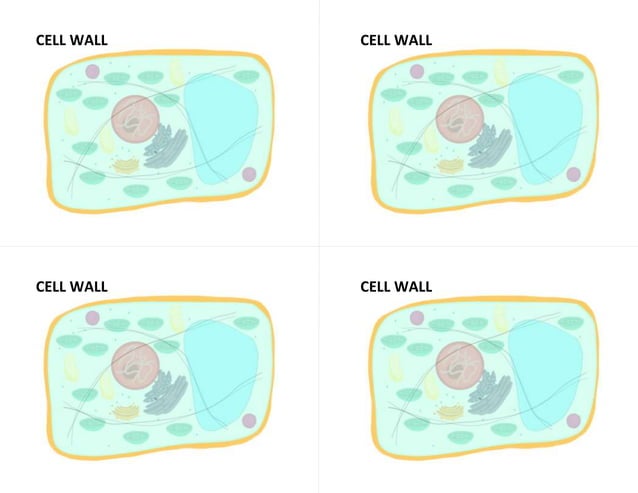 Cell structure organelle cards | PPT