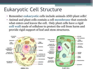 Cell Structure and Organelles Slides PPT | PPTX