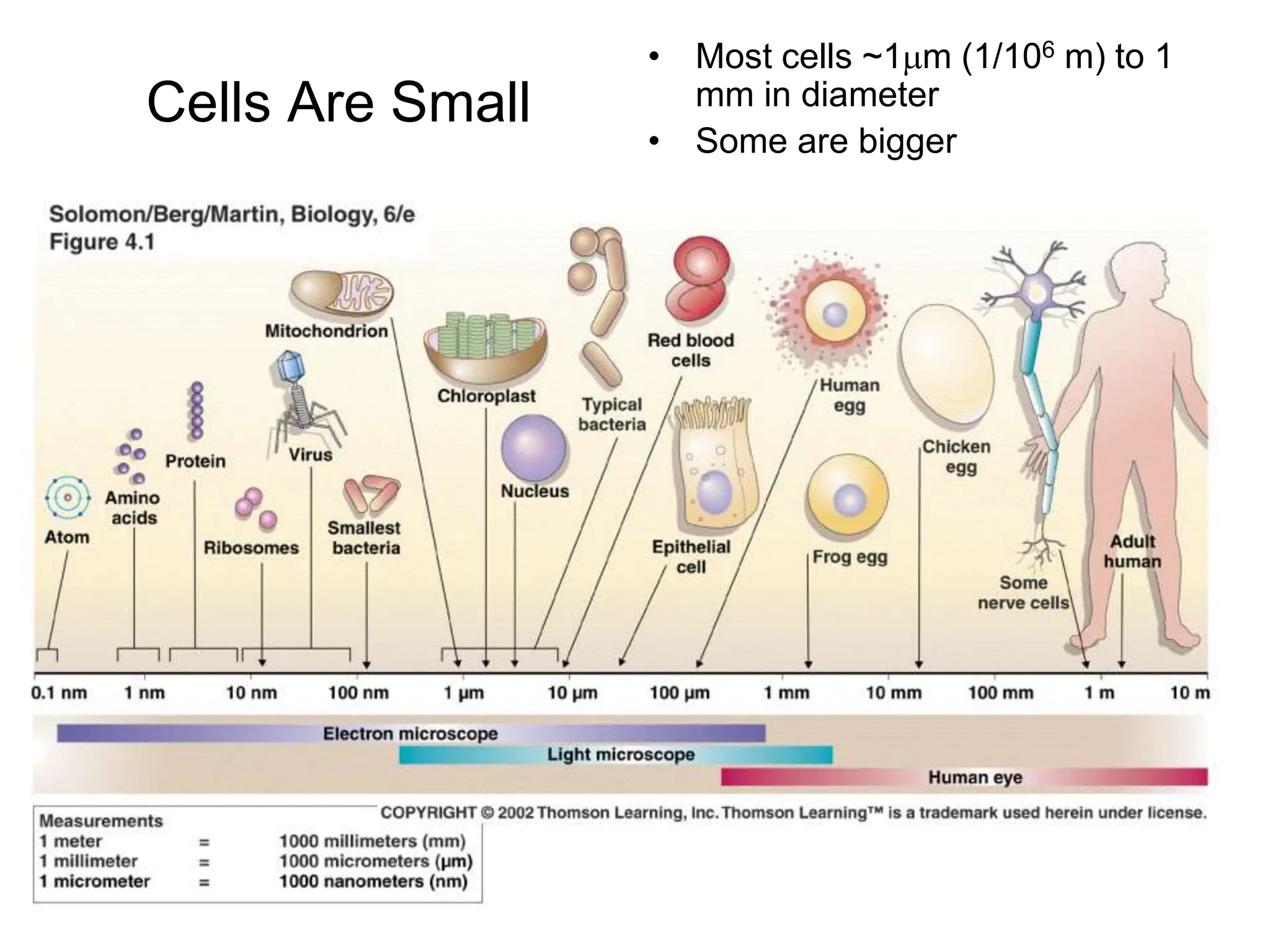 Biology & Science: Cell Structure Based on theory | PPT