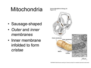 Biology & Science: Cell Structure Based on theory | PPT