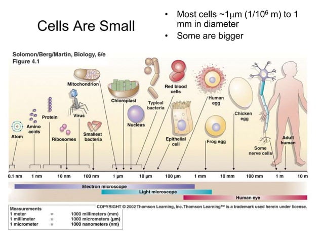 Biology & Science: Cell Structure Based on theory | PPT
