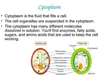Cell structure 2013 | PPT | Biological Sciences | Science