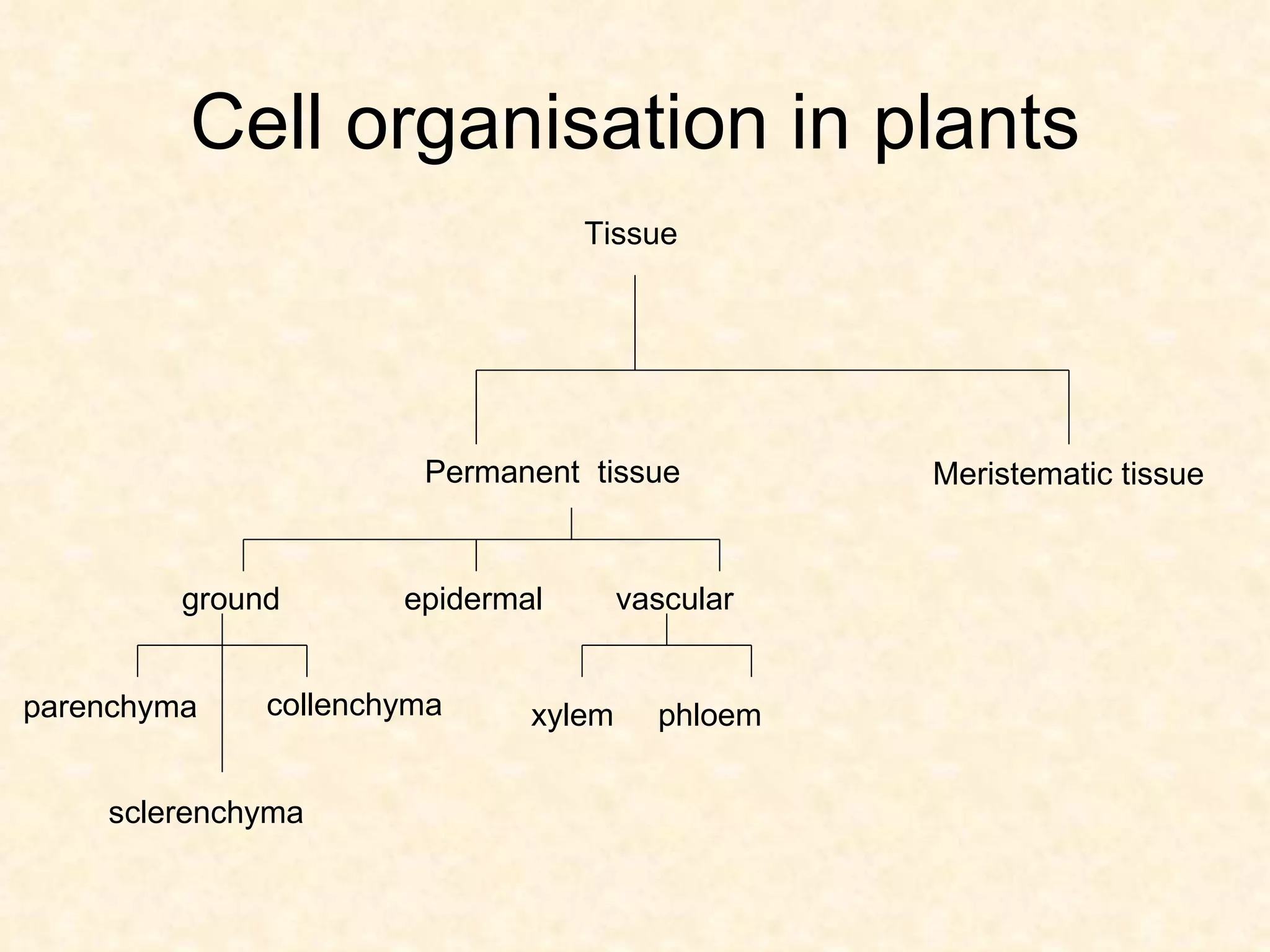 Cell structure and cell organisation | PPT