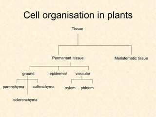 Cell structure and cell organisation | PPT
