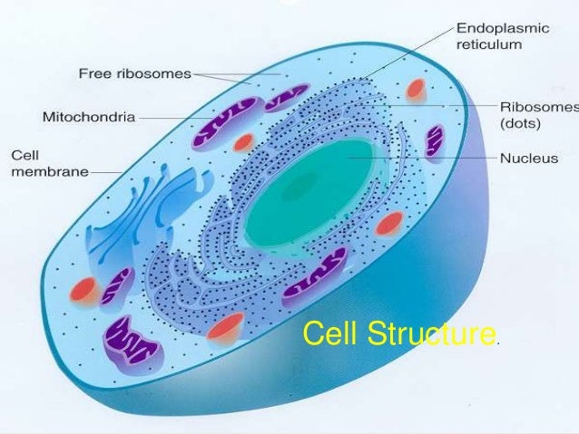 Cell structure and cell theory