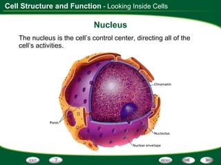 Cell Structure And Function | PPT