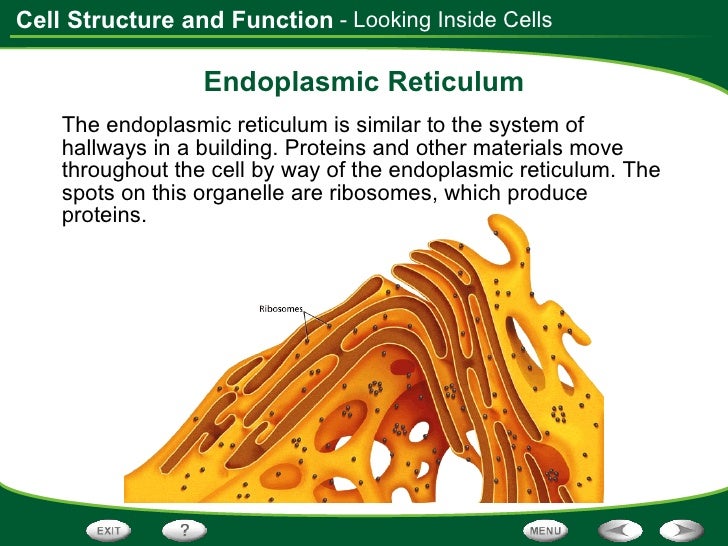 Diagram Of Endoplasmic Reticulum Definition Types Function And