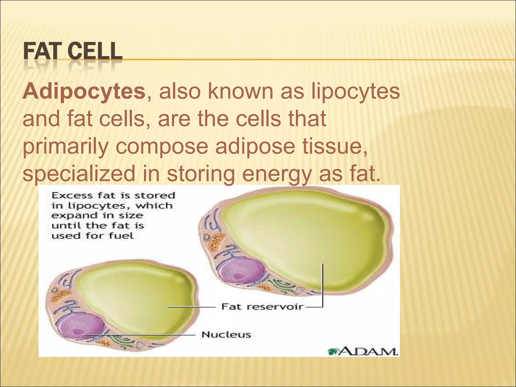 cell the unit of life | PPT