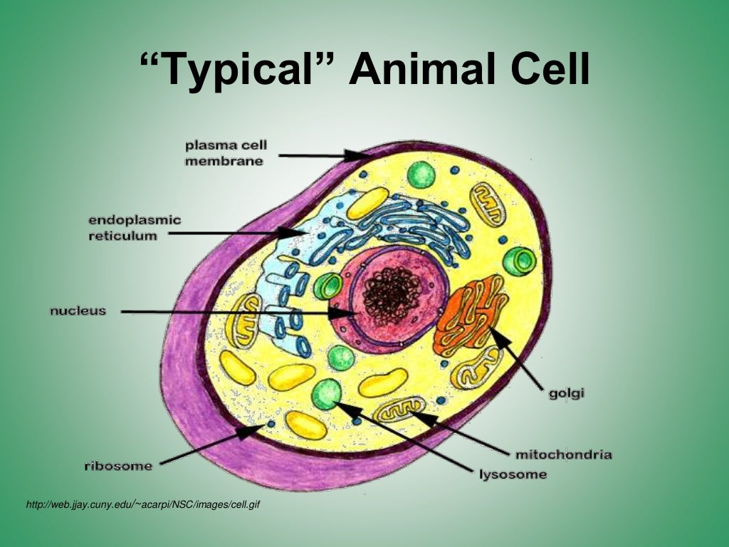 Cell Organelles Cell Organelles