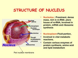 Cell structure and function | PPT
