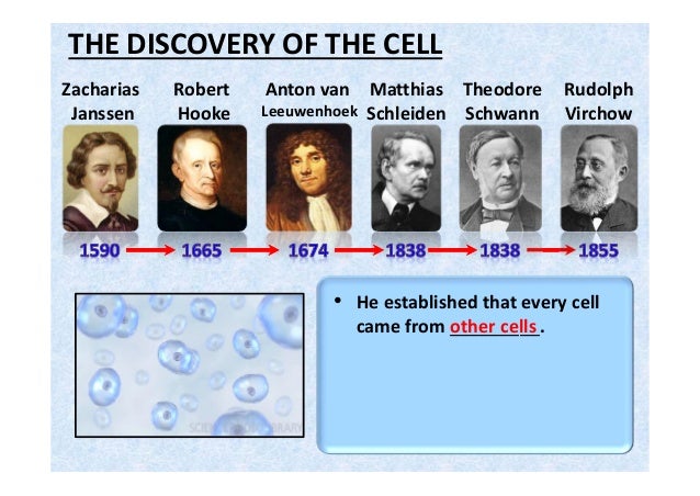 Cell history and structure