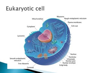 Cell structure and function | PPT