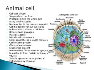 Cell structure and function | PPTX