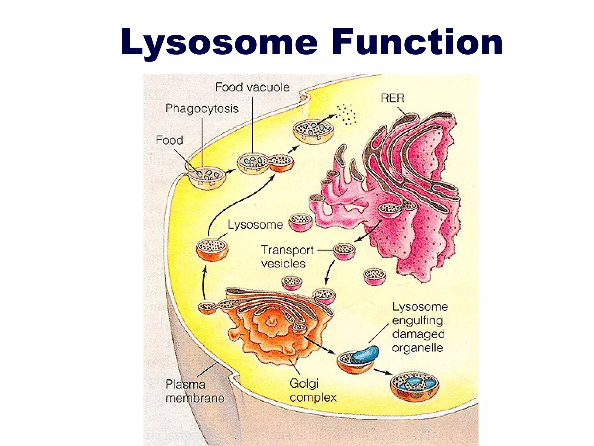 Cell structure and function | PPT