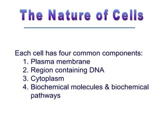 Cell structure and function | PPT
