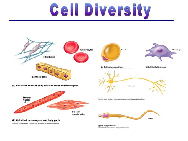 Cell structure and function | PPT