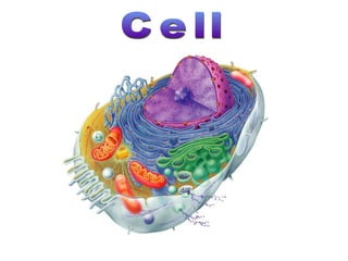 Cell structure and function | PPT