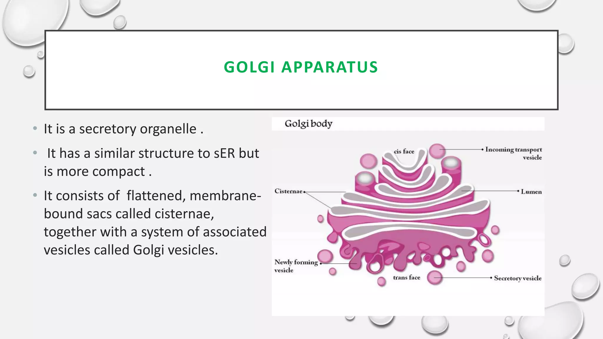 Cell structure and function | PPTX