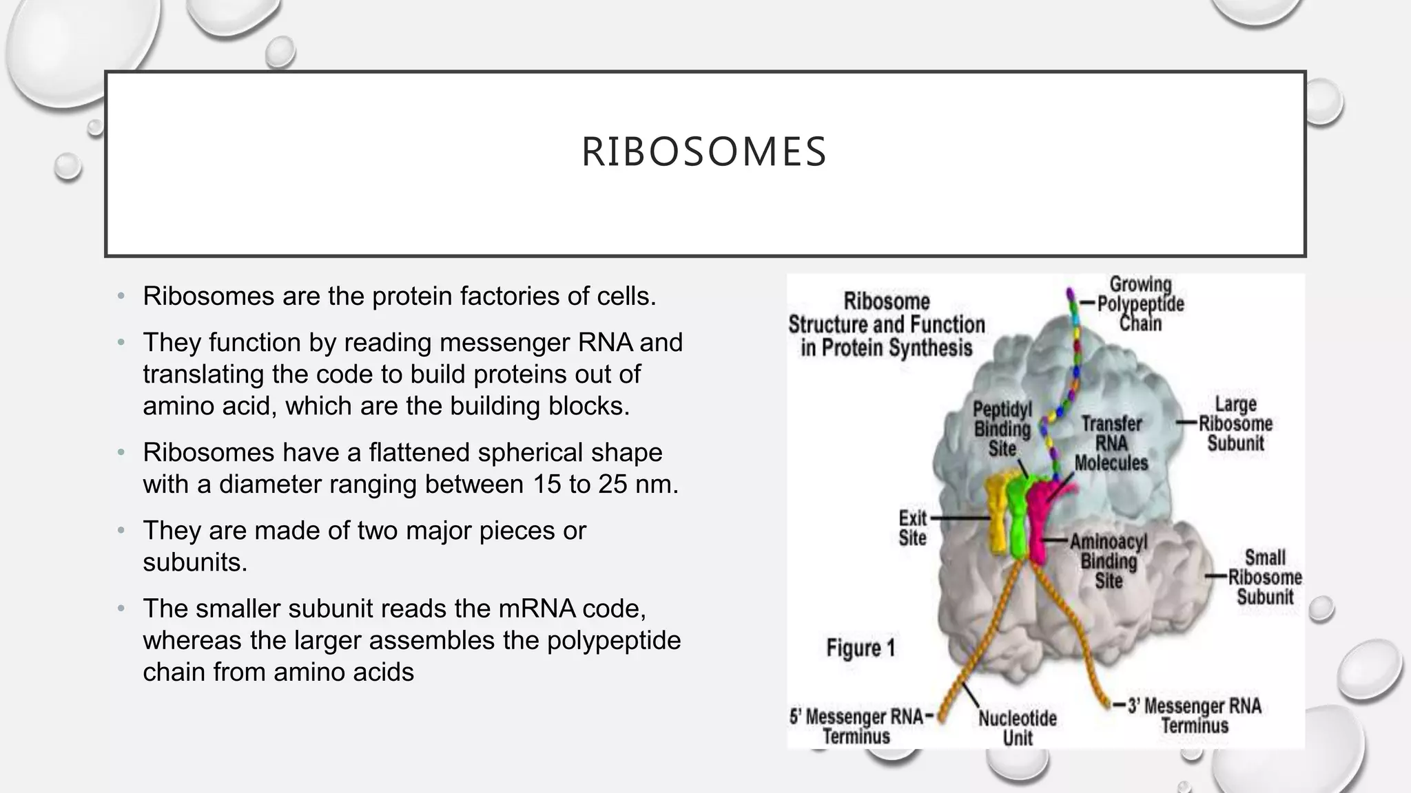 Cell structure and function | PPTX