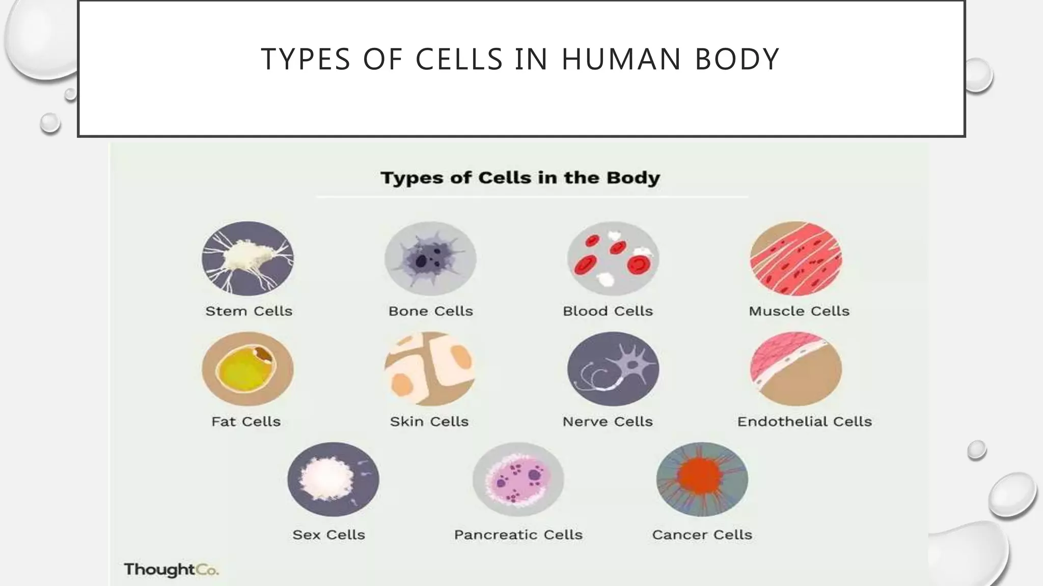 Cell structure and function | PPTX