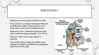 Cell structure and function | PPTX