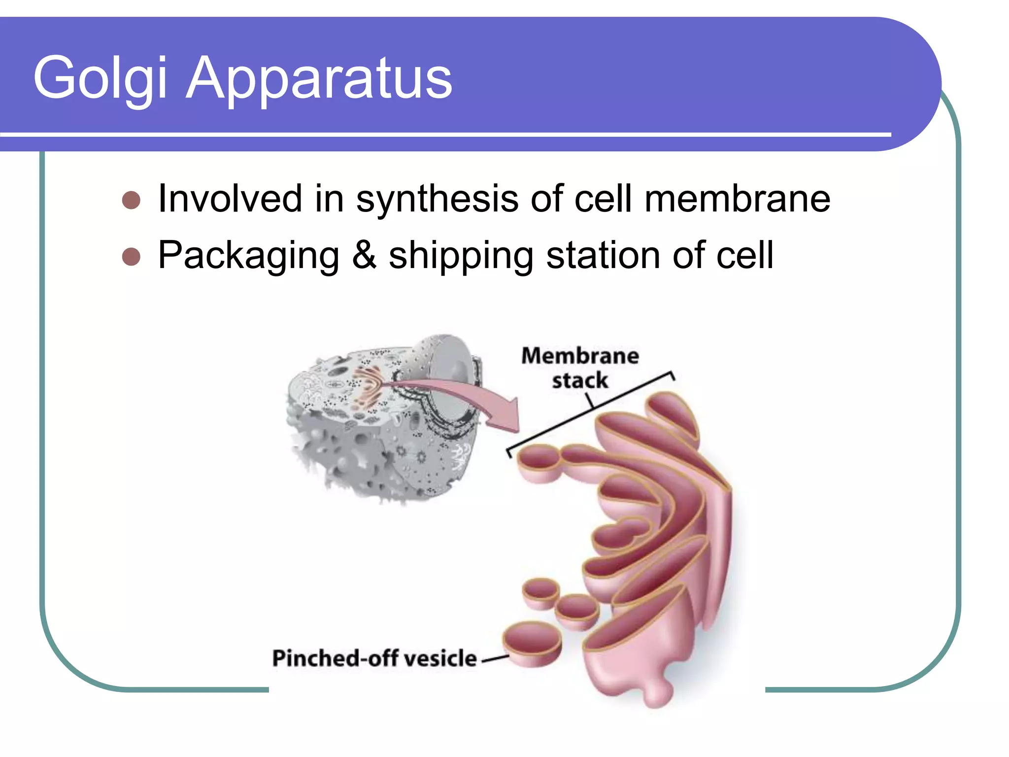 Cell Structure and Function.pptx