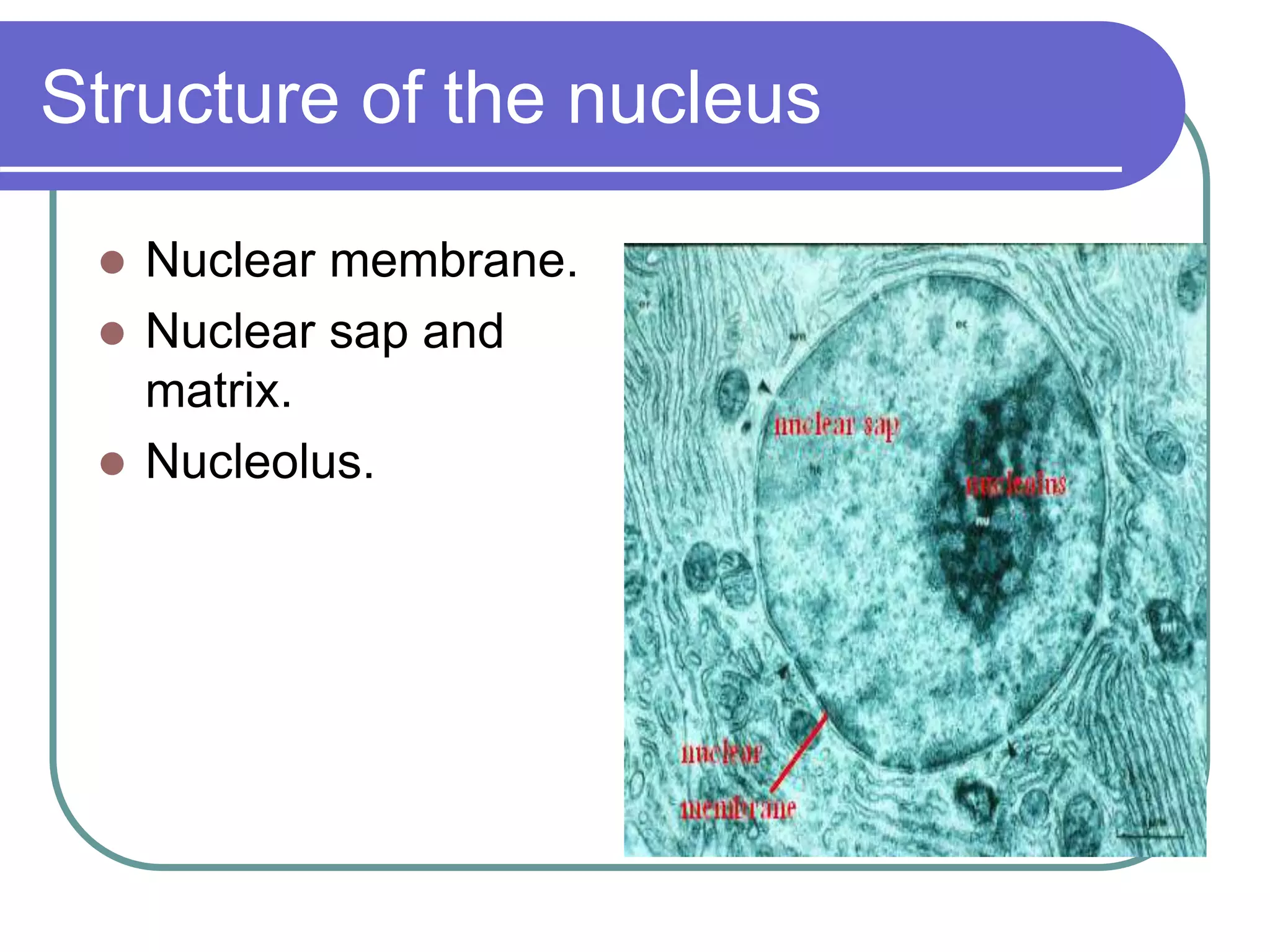 Cell Structure and Function.pptx