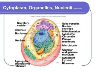 Cell Structure and Function.pptx