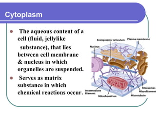 Cell Structure and Function.pptx