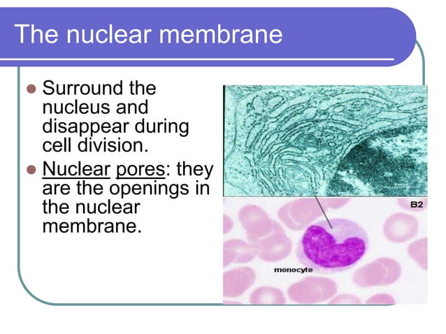 Cell Structure and Function.pptx