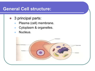 Cell Structure and Function.pptx