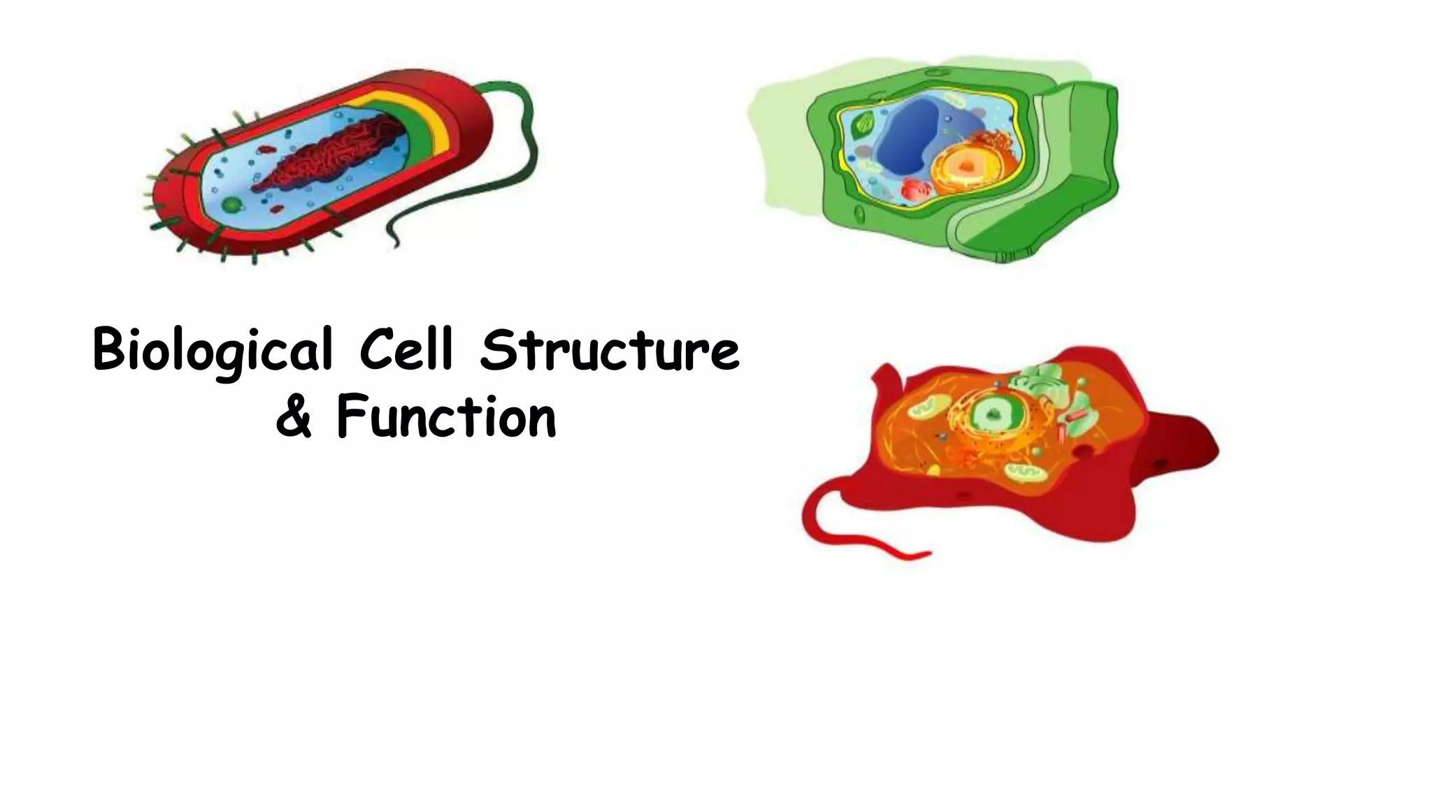Cell Structure and function.pptx